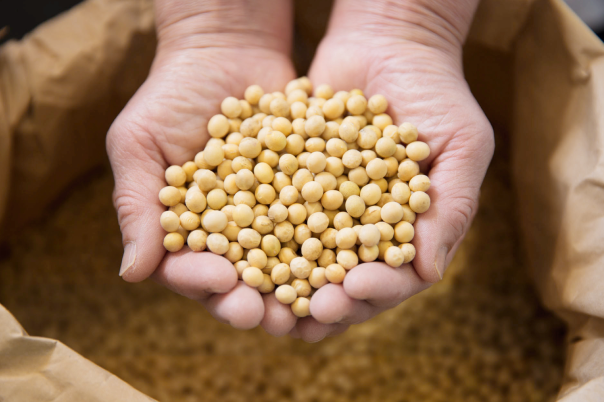 Carefully Selected Soybeans
